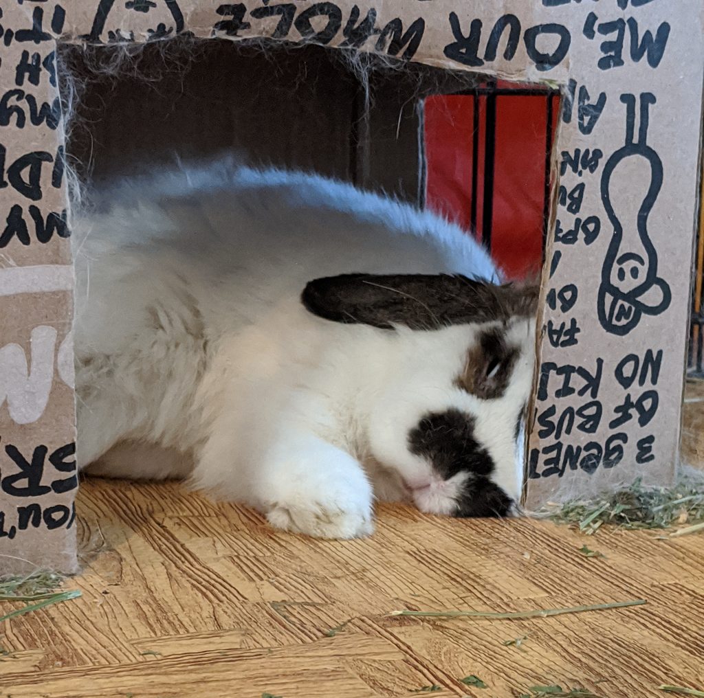 What Does it Mean When Rabbits Flop - Every Bunny Welcome