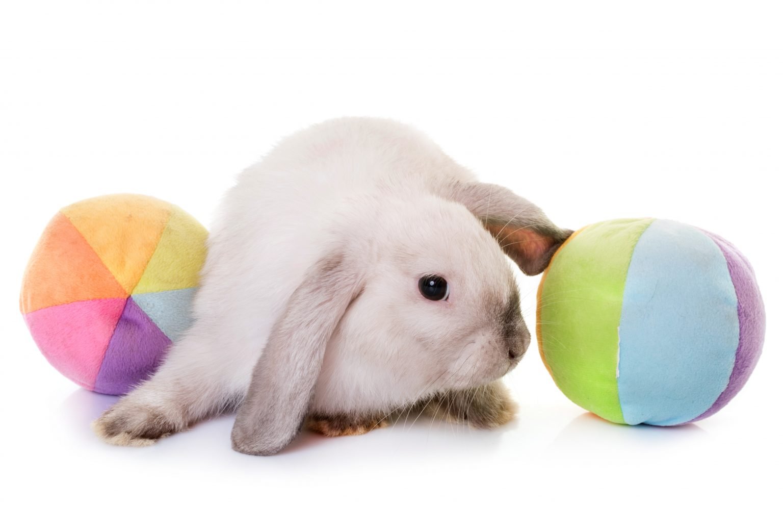 Understanding 15 Rabbit Noises and What They Mean - Every Bunny Welcome