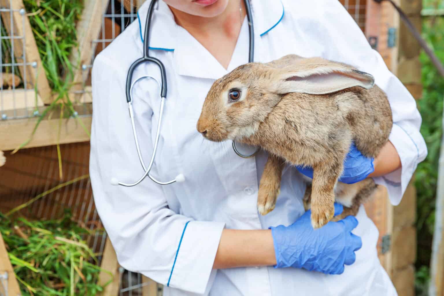 How to Treat a Sick Rabbit - Every Bunny Welcome