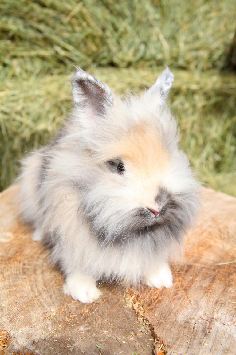 Long-haired Rabbit Breeds - Every Bunny Welcome