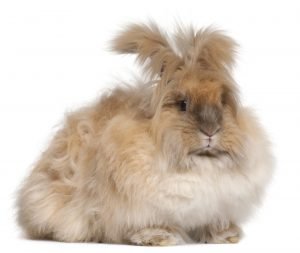 Long-haired Rabbit Breeds - Every Bunny Welcome