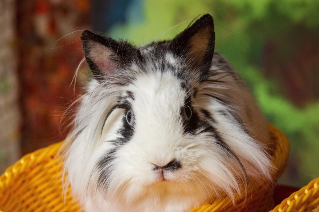 5 Breeds of Lop Eared Rabbits (Recognized by ARBA) - Every Bunny Welcome