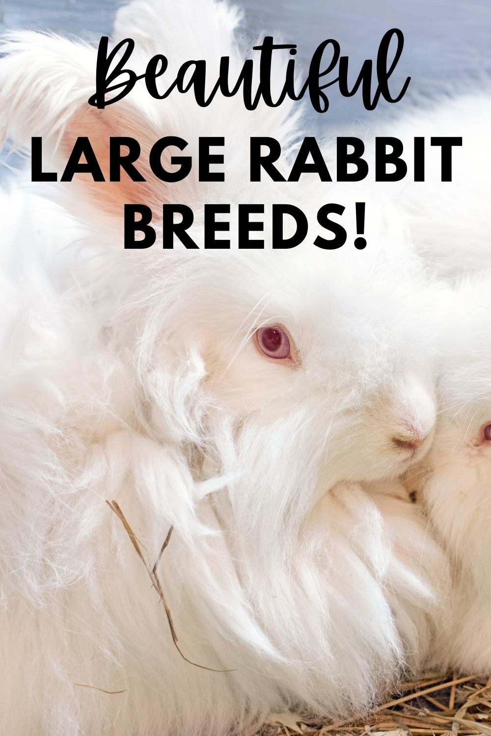 Largest Rabbit Breeds: 7 Types That are Over 9 Pounds - Every Bunny Welcome
