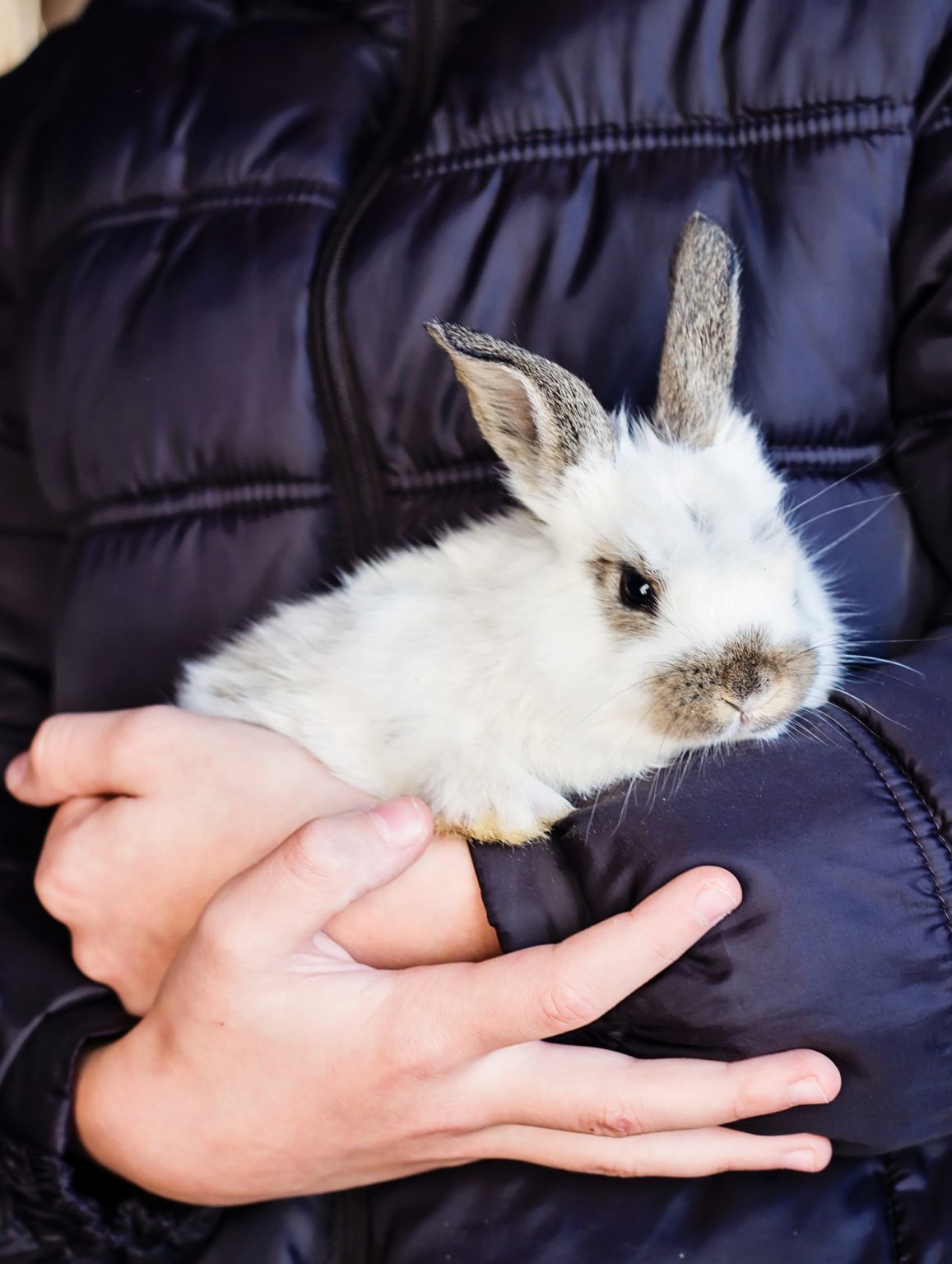 How Do Rabbits Show Affection to Humans? - Every Bunny Welcome