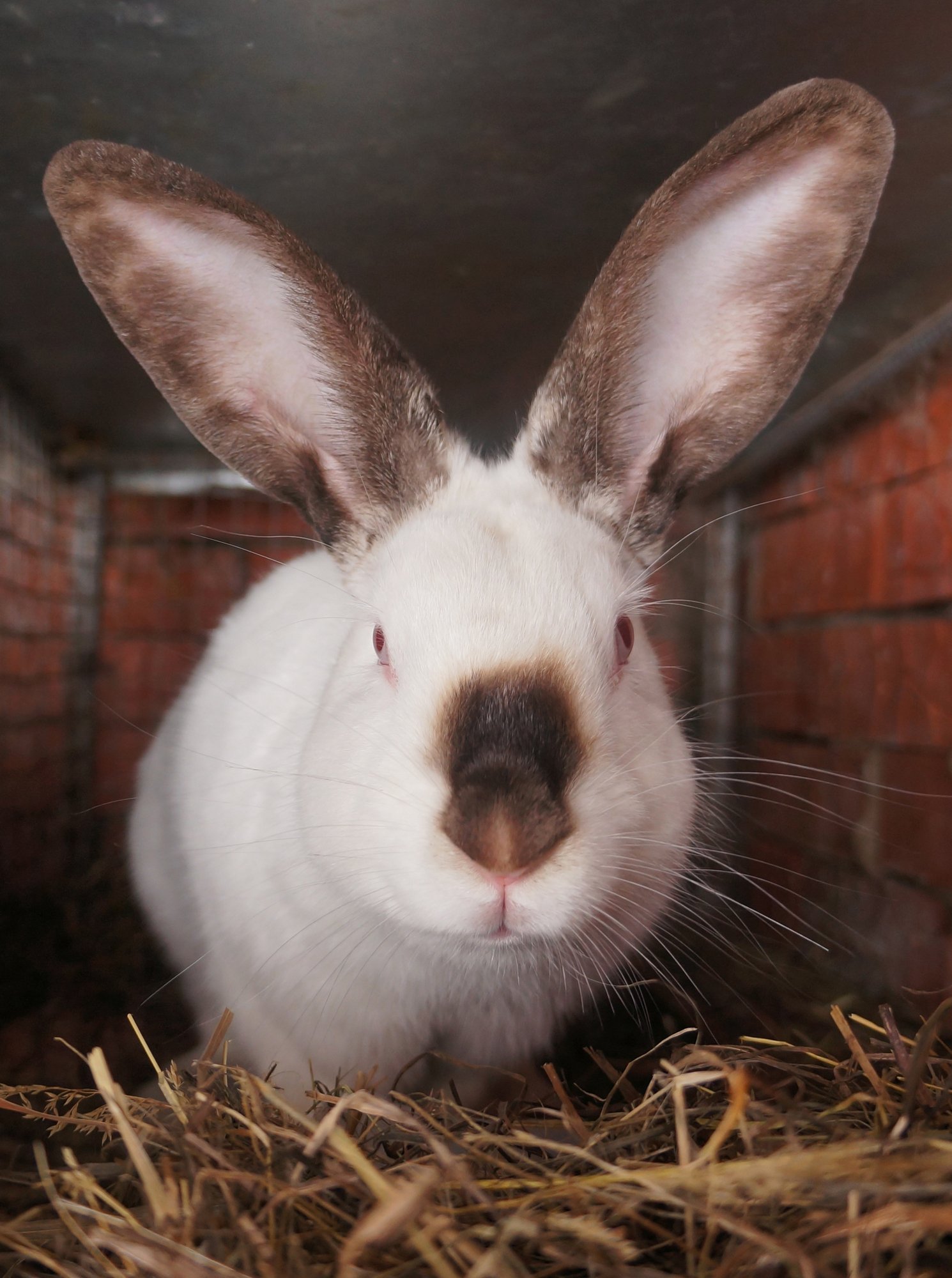 All About the Californian Rabbit - Every Bunny Welcome