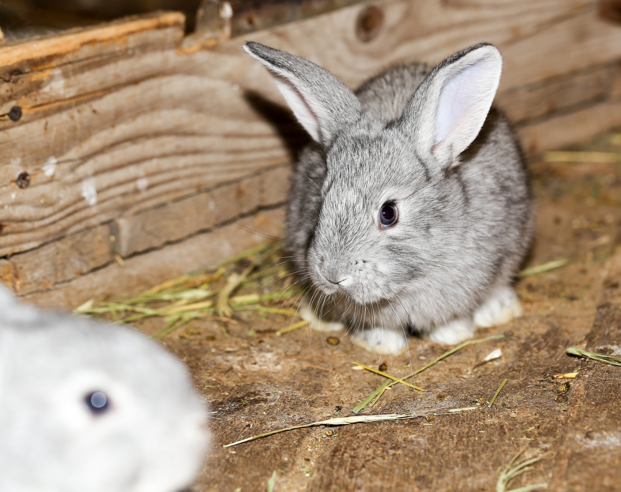 Tips to Calm a Scared Bunny - Every Bunny Welcome