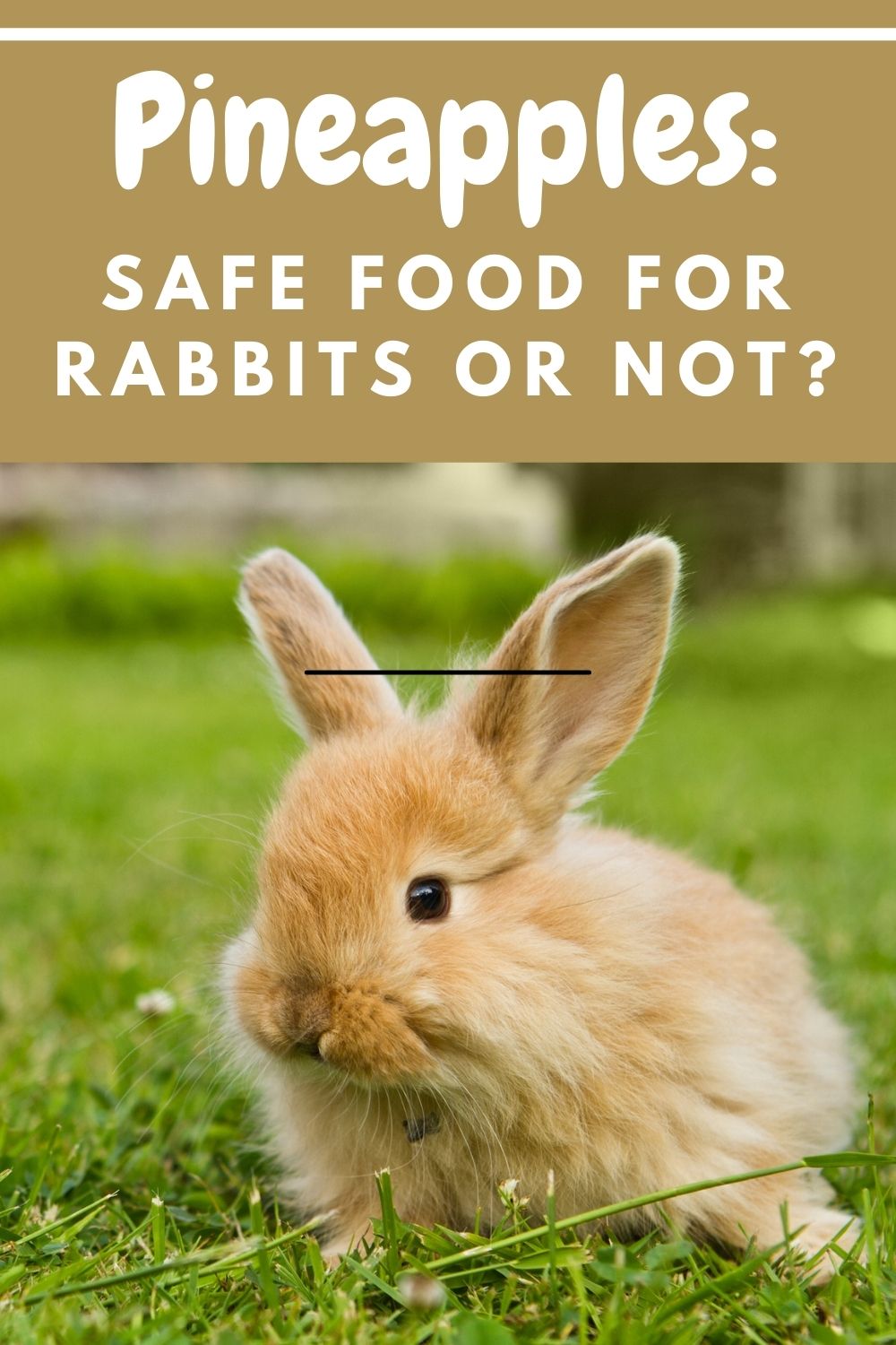 Do Rabbits Eat Pineapple? - Every Bunny Welcome