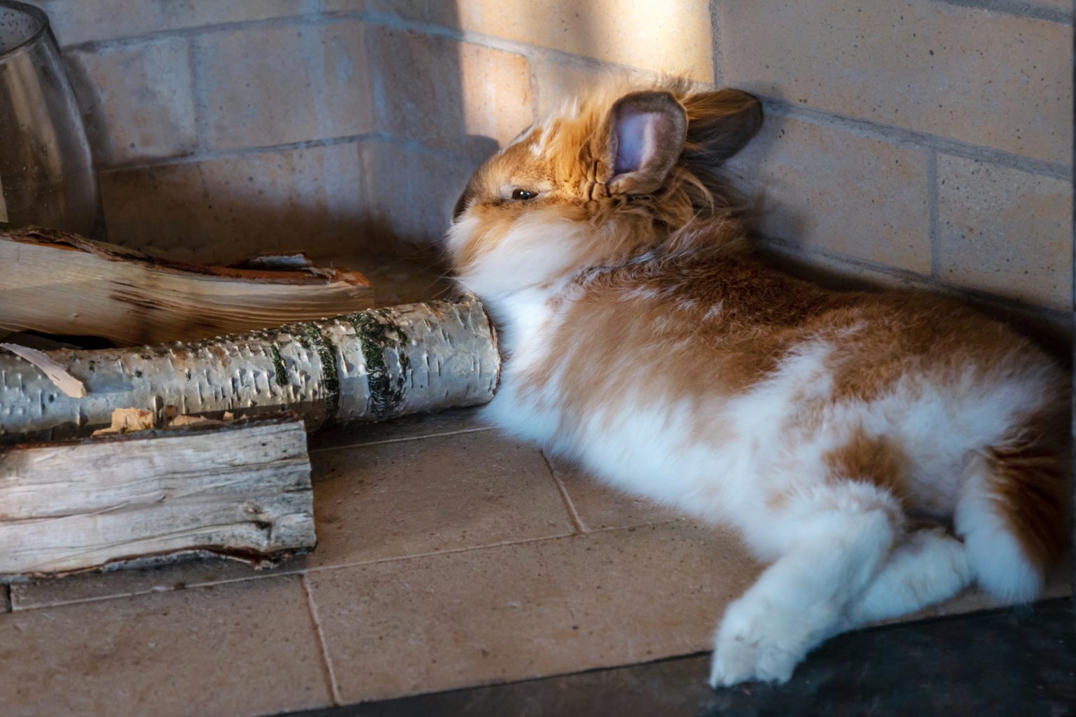 All About Rabbits Sleeping - Every Bunny Welcome