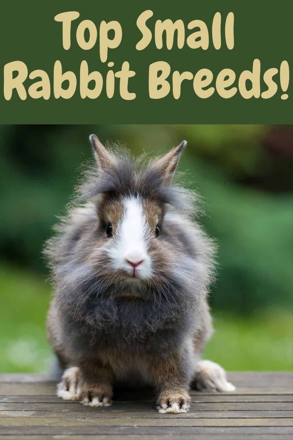 List of Small Rabbit Breeds - Every Bunny Welcome
