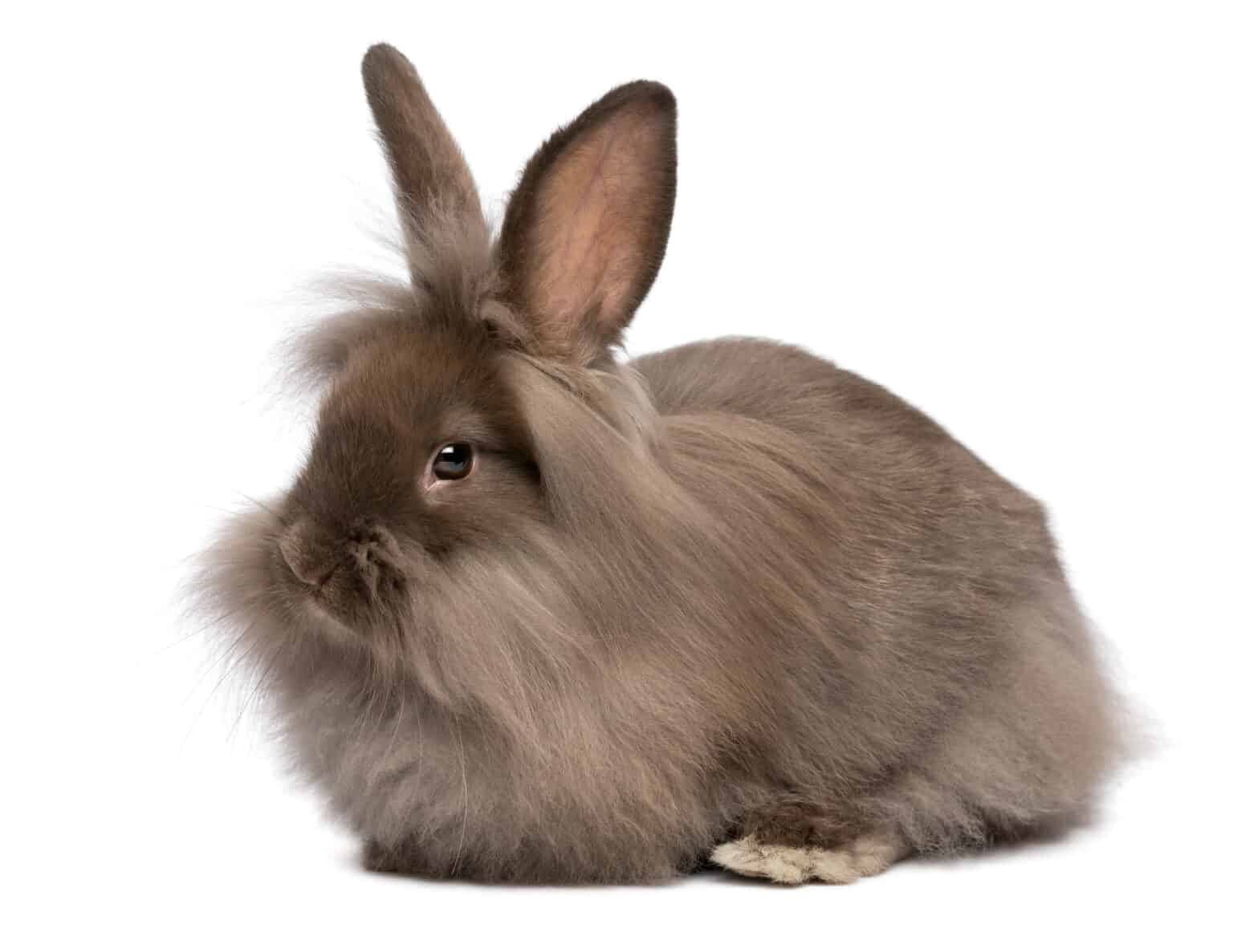 List of Small Rabbit Breeds - Every Bunny Welcome