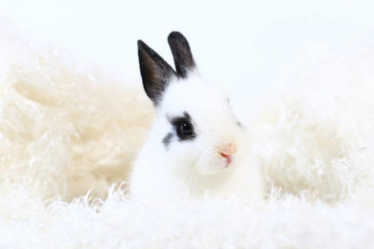 List of Small Rabbit Breeds - Every Bunny Welcome
