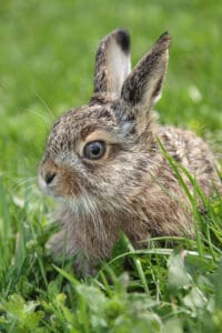 List of Small Rabbit Breeds - Every Bunny Welcome