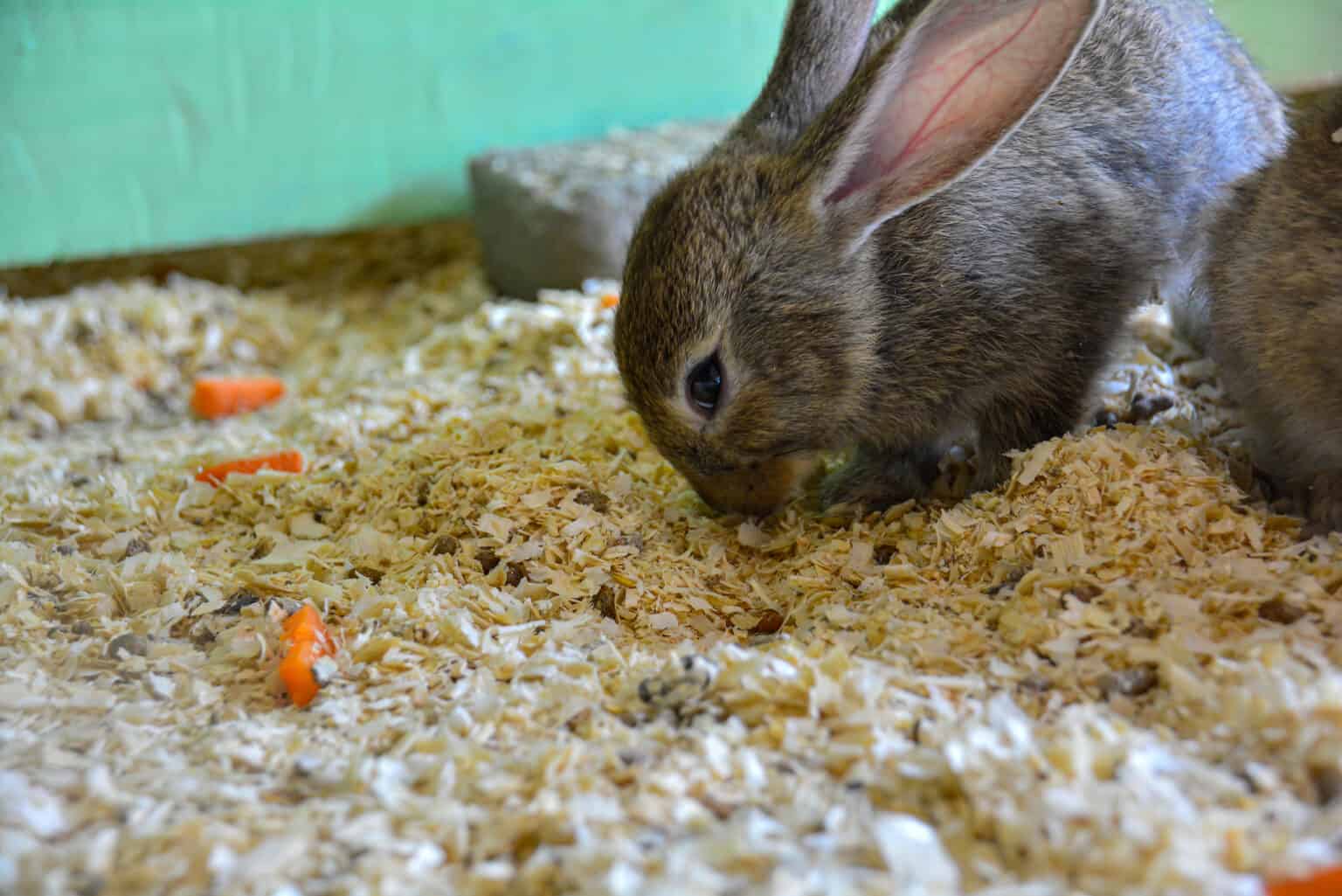 Best Litter for Rabbits: What to Use for Your Pet - Every Bunny Welcome