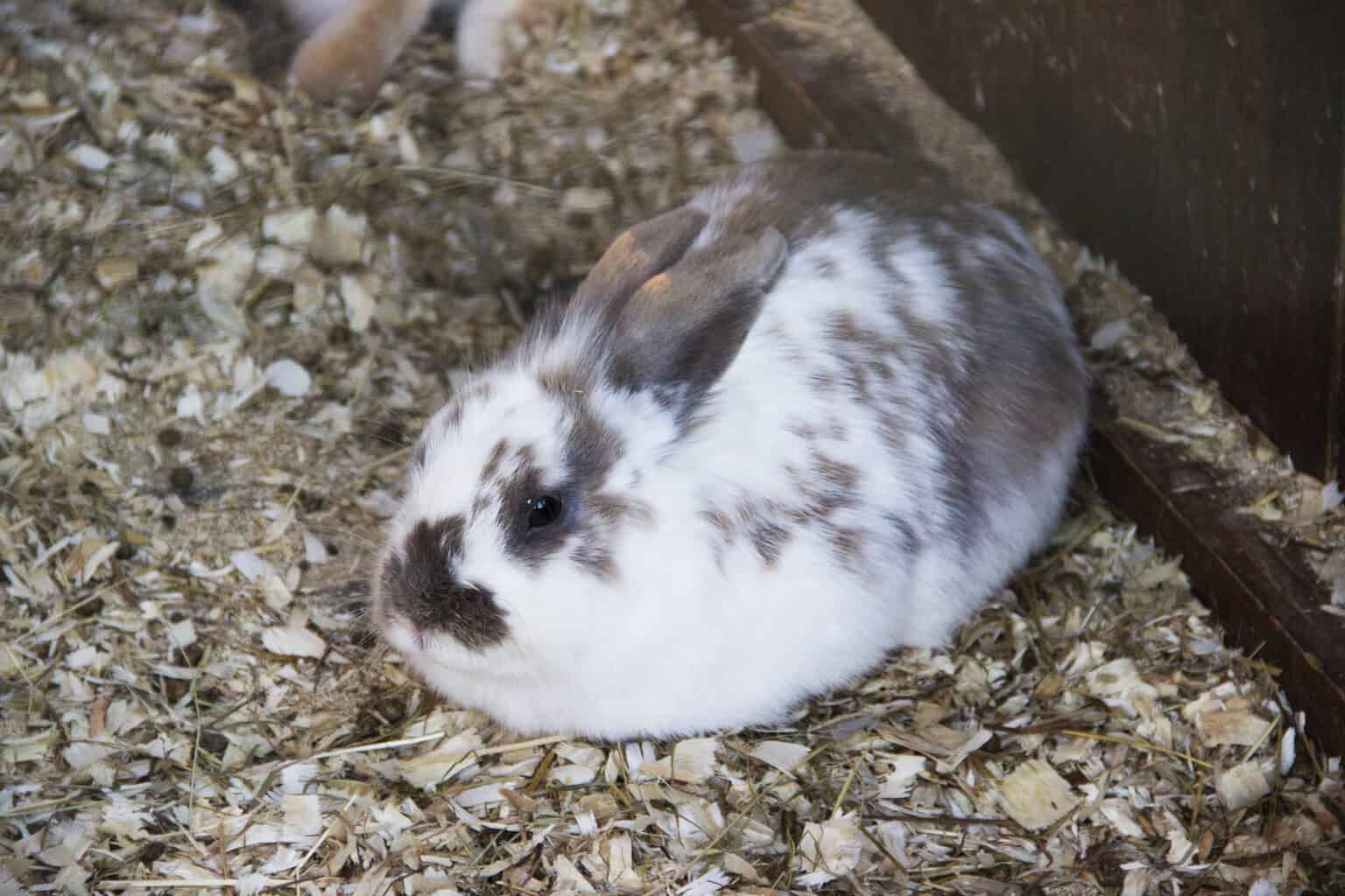 Long-haired Rabbit Breeds - Every Bunny Welcome