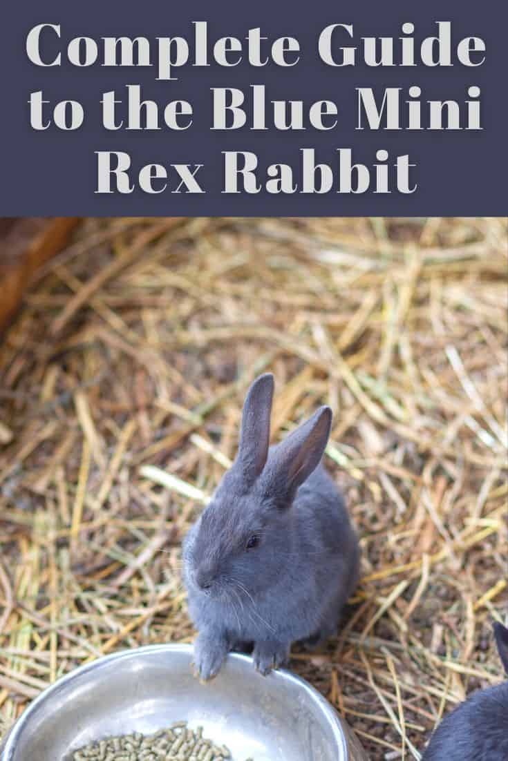 Blue Mini Rex Rabbit: History, Facts, Care & More - Every Bunny Welcome