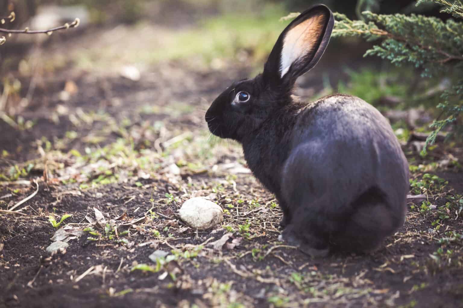 Blue Mini Rex Rabbit: History, Facts, Care & More - Every Bunny Welcome