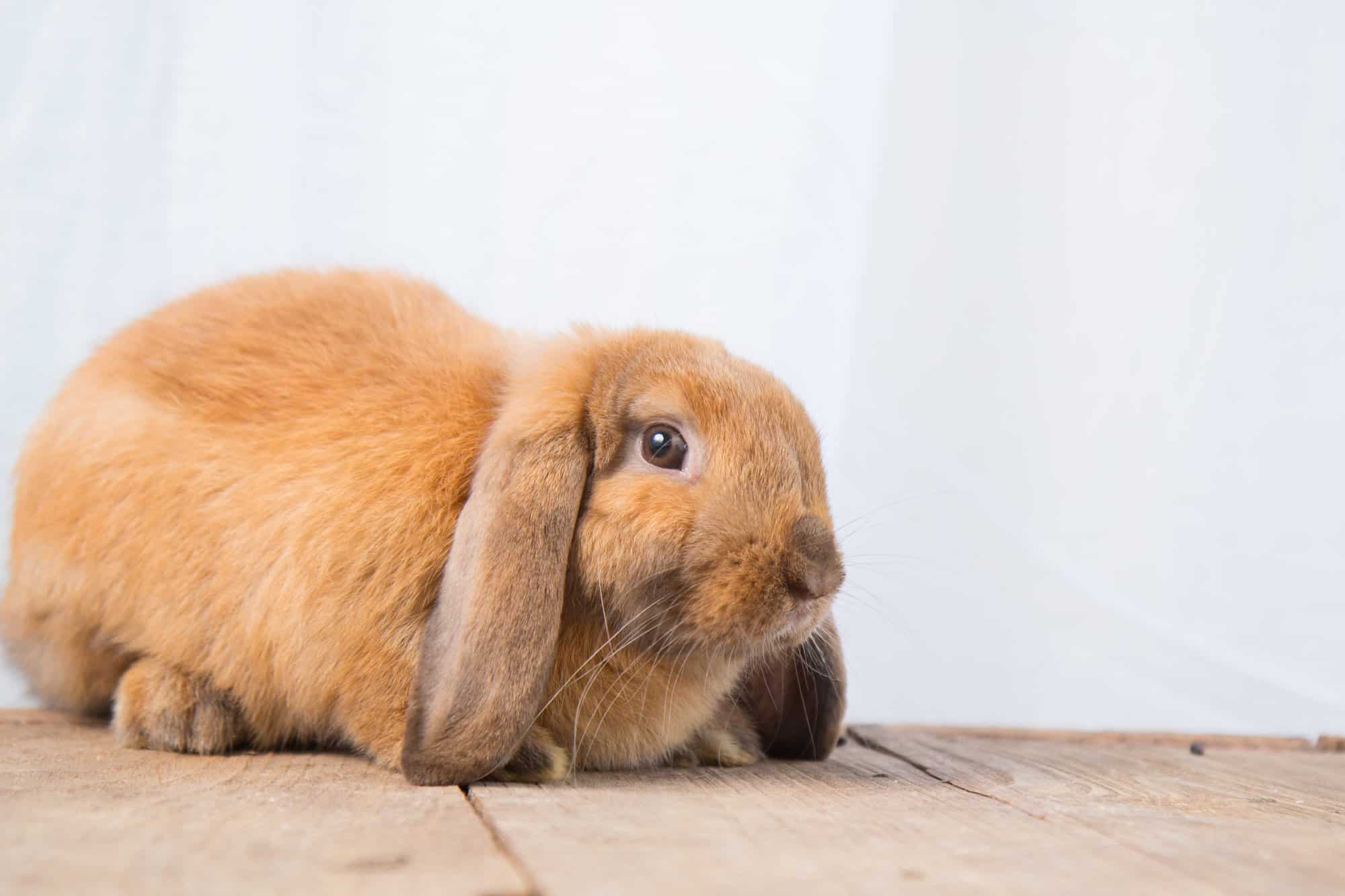The Orange Holland Lop - Every Bunny Welcome