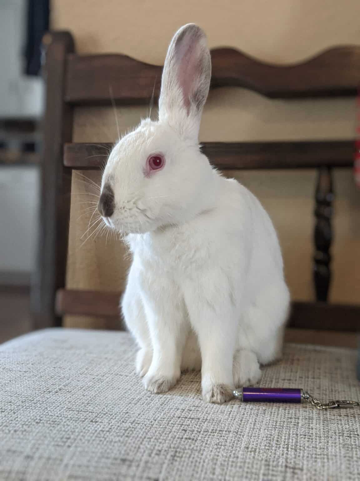 7 Factors Affecting Rabbit Life Expectancy - Every Bunny Welcome