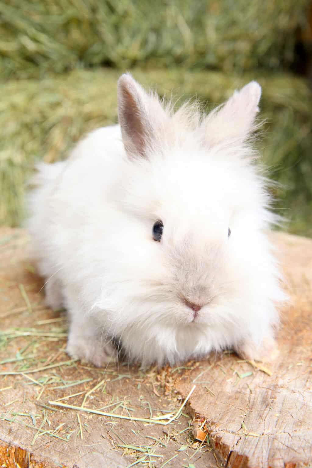 5 Types of Dwarf Rabbit Breeds - Every Bunny Welcome