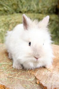 5 Types of Dwarf Rabbit Breeds - Every Bunny Welcome