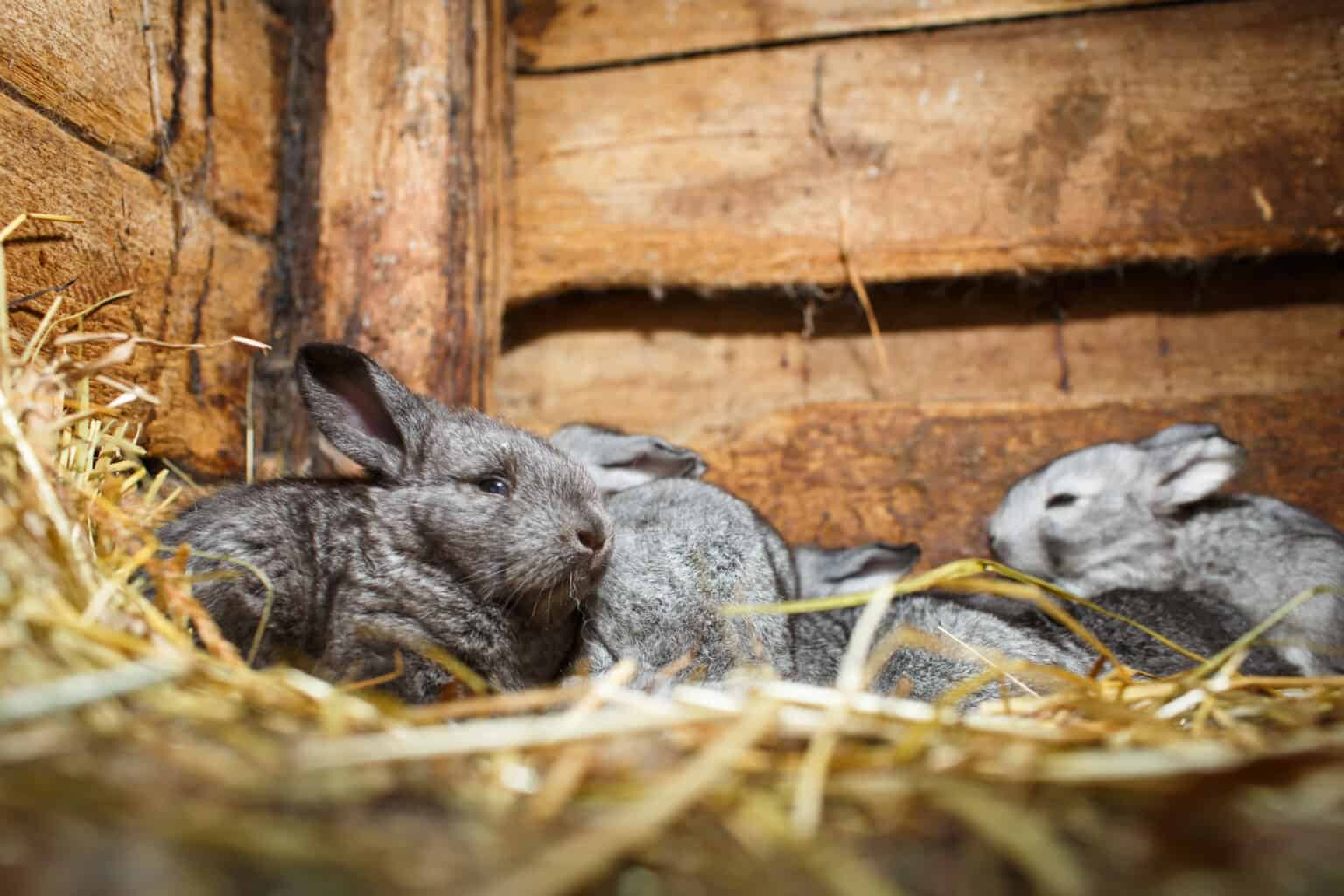 How to Care for a Newborn Rabbit - Every Bunny Welcome