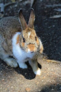 What to Do If Your Rabbit Isn't Eating Cecotropes - Every Bunny Welcome