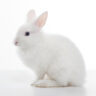 All About White Vienna Rabbits - Every Bunny Welcome
