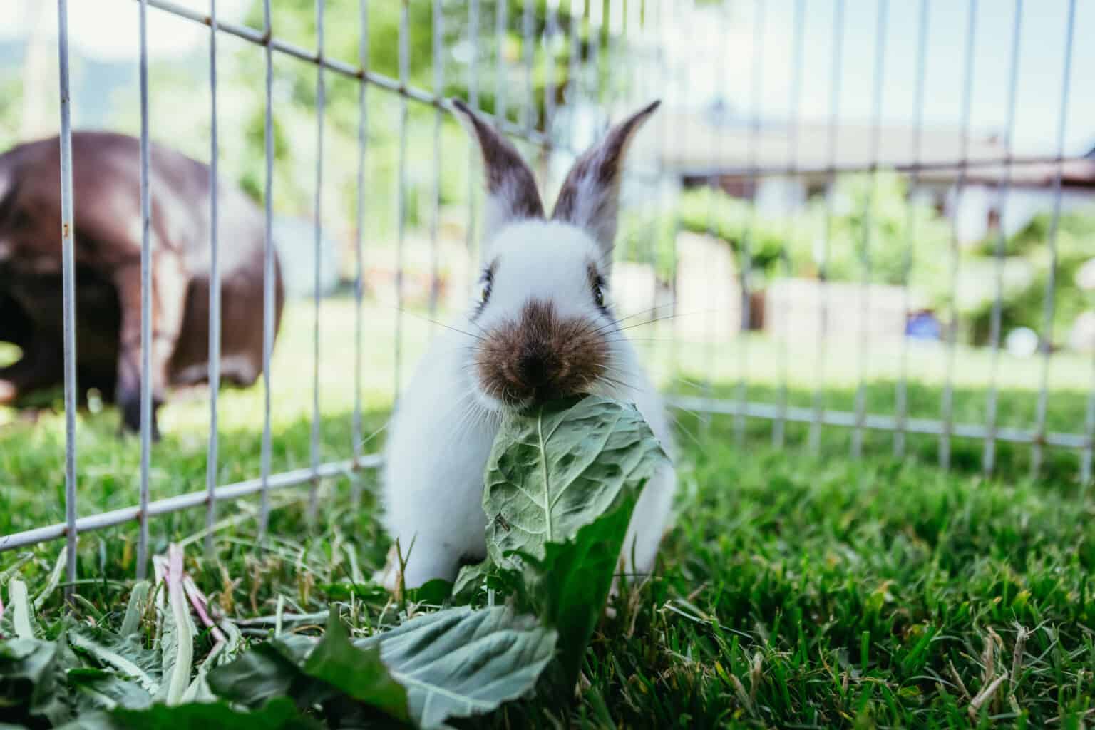 Can Rabbits Eat Asparagus? 11 Things You Need to Know! - Every Bunny ...