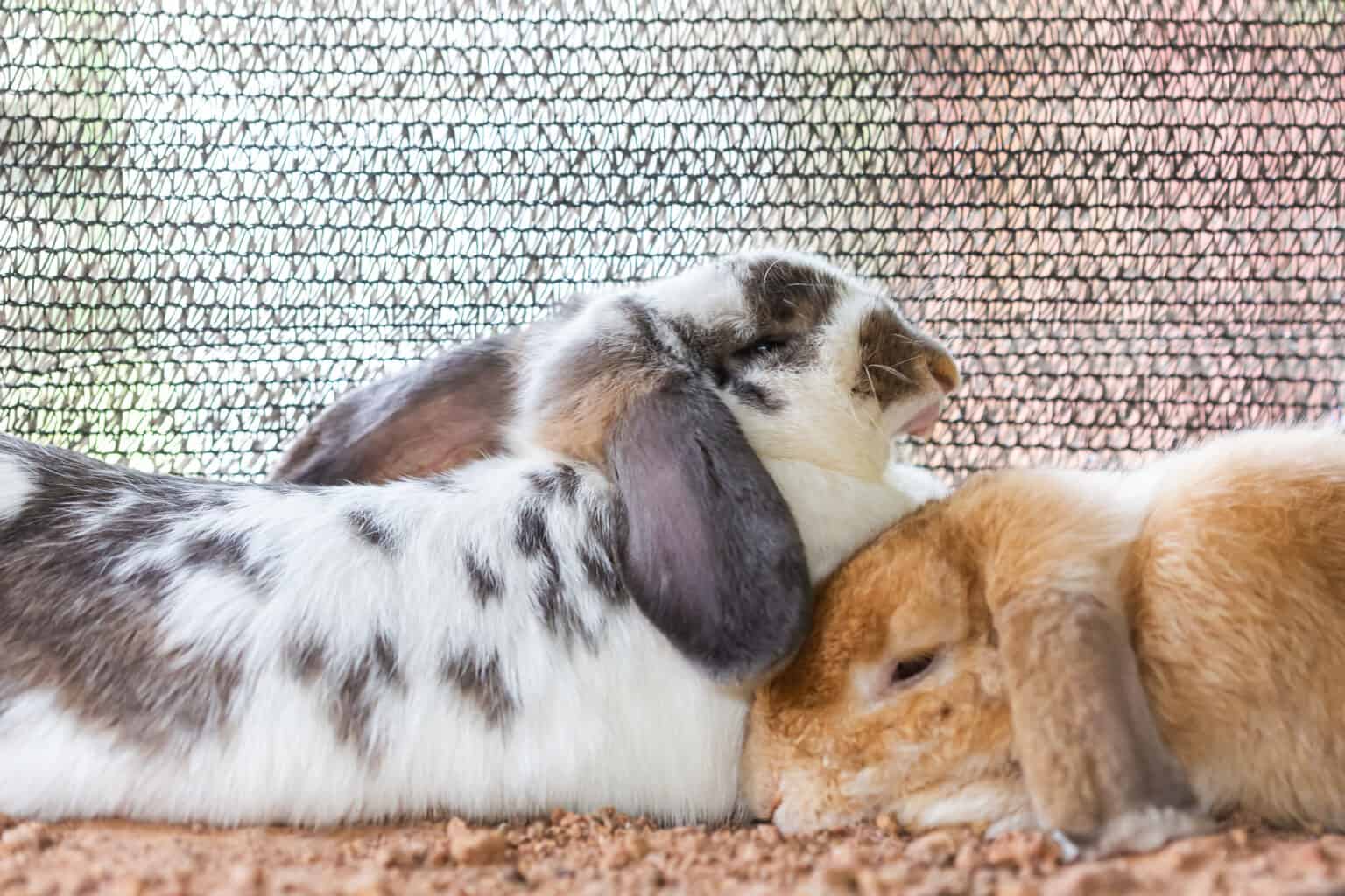 Do Rabbits Hibernate in the Winter? - Every Bunny Welcome