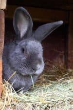 Head Tilt in Rabbits: 6 Causes and How to Prevent It - Every Bunny Welcome