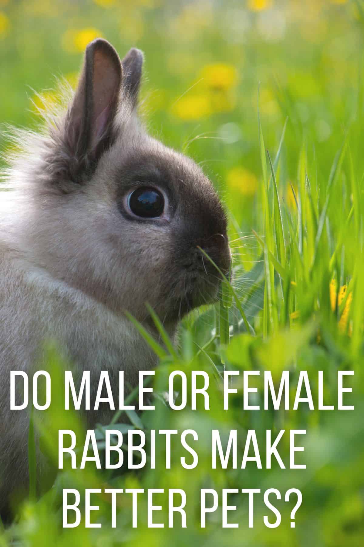 Which Rabbits Make Better Pets: Males or Females? - Every Bunny Welcome