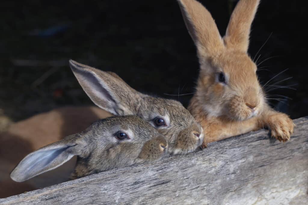 Can Rabbits See in the Dark? - Every Bunny Welcome