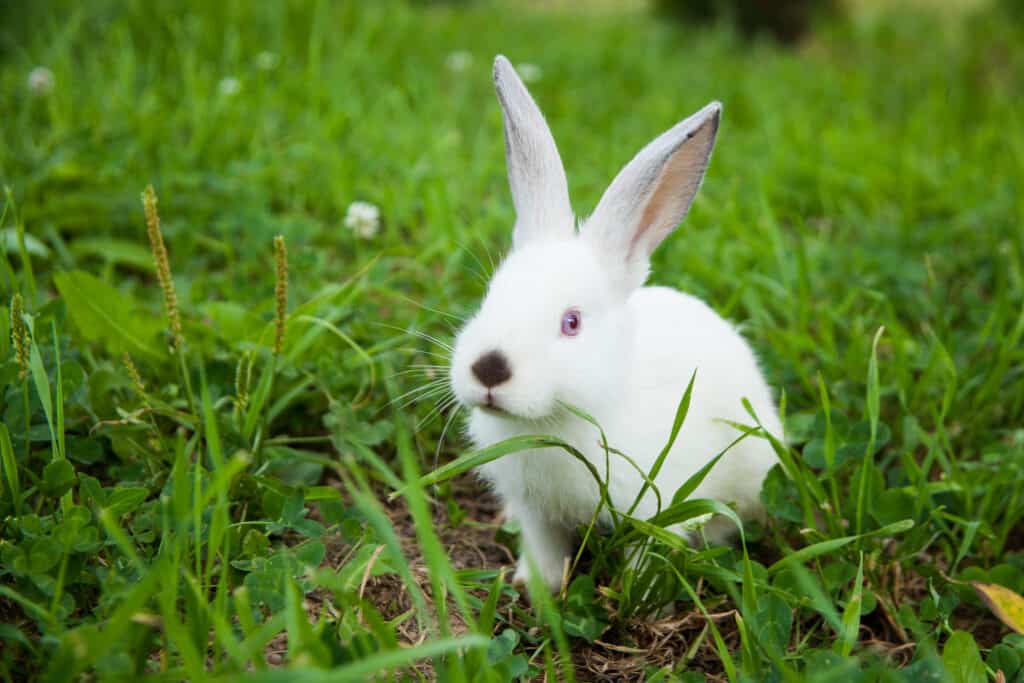 Which Rabbits Make Better Pets: Males or Females? - Every Bunny Welcome