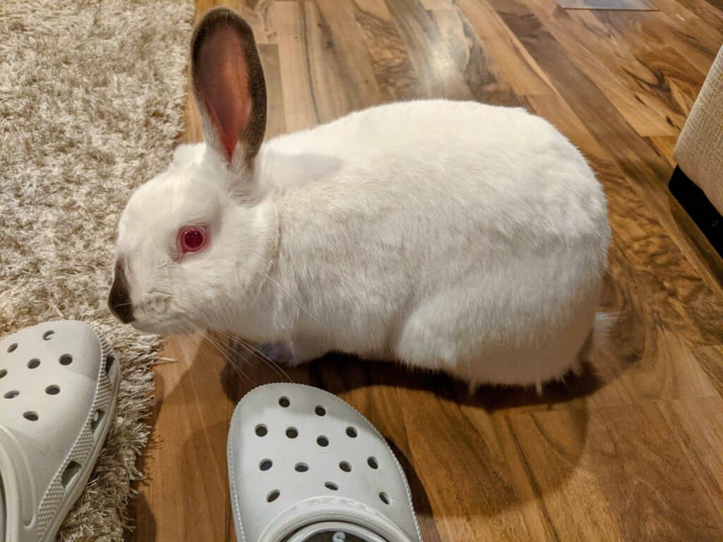 What to Do If Your Rabbit Isn't Eating Cecotropes - Every Bunny Welcome