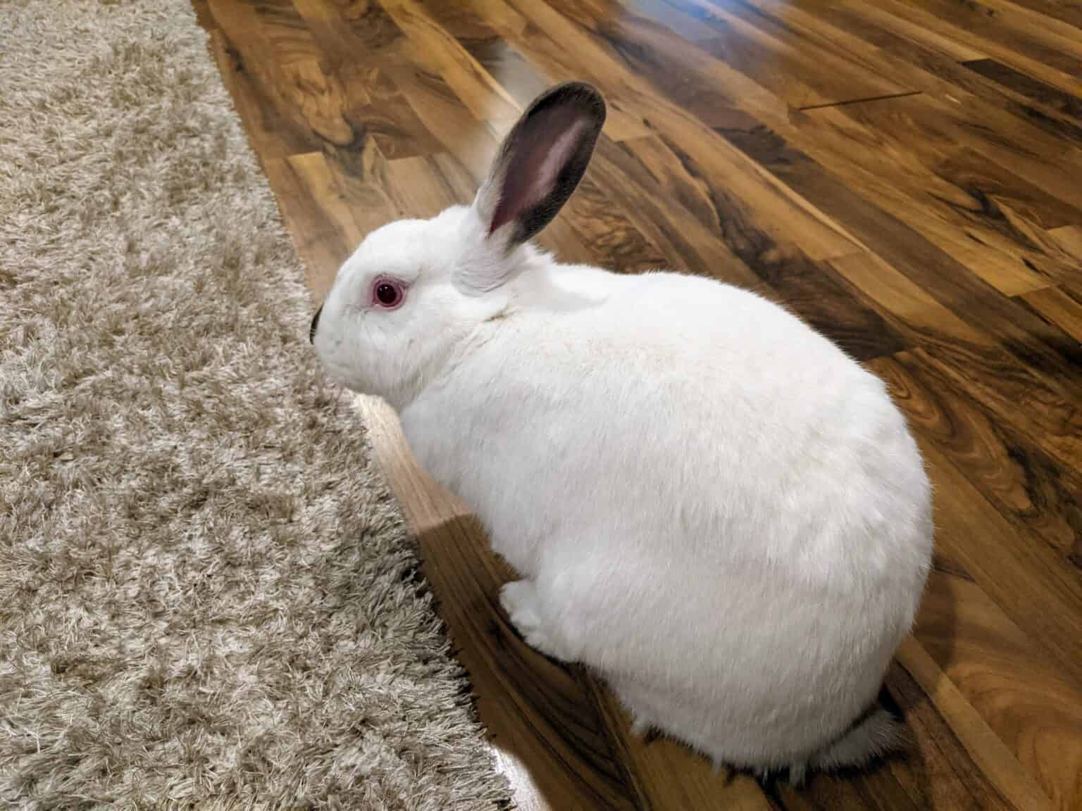 5 Breeds of Lop Eared Rabbits (Recognized by ARBA) - Every Bunny Welcome