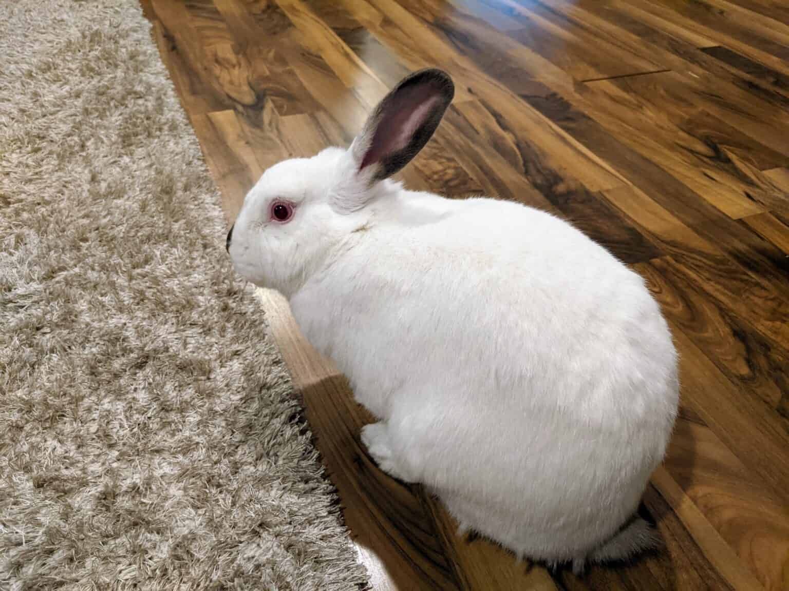 5 Types of Dwarf Rabbit Breeds - Every Bunny Welcome