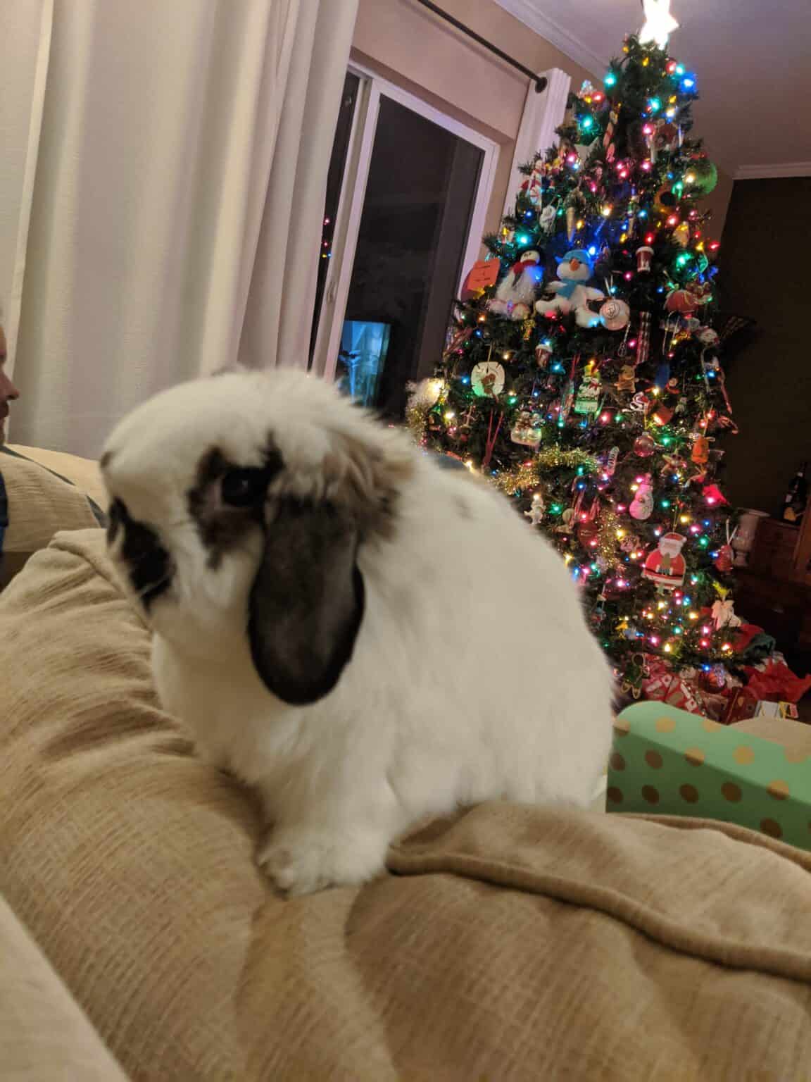 How Big Do Holland Lop Rabbits Get? Complete Guide - Every Bunny Welcome
